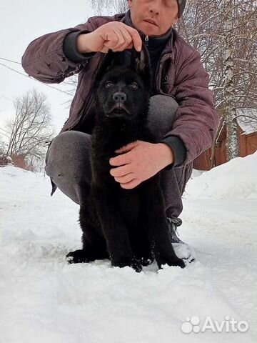 Шикарная девочка С документами РКФ