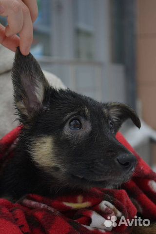 Щенки овчаройды в добрые руки