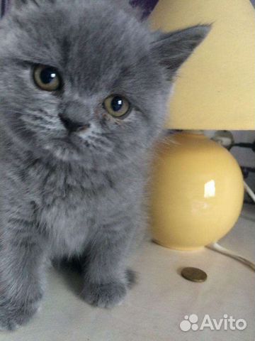 Британский малышок