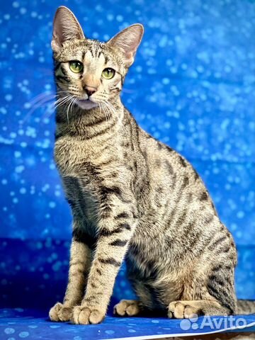 Кошечка саванна