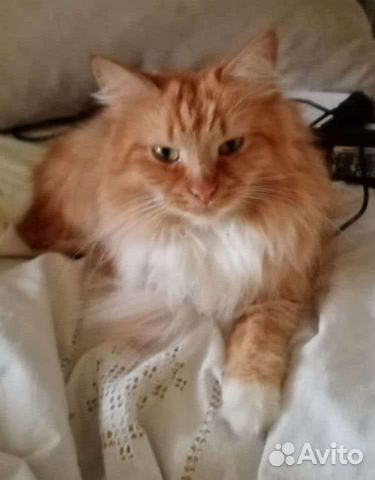 Кошка в добрый руки