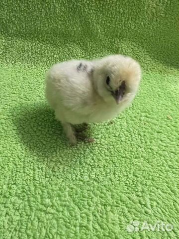 Долматинцы Шелки