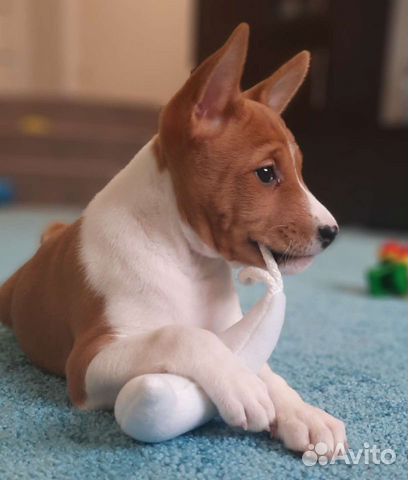 Щенки басенджи