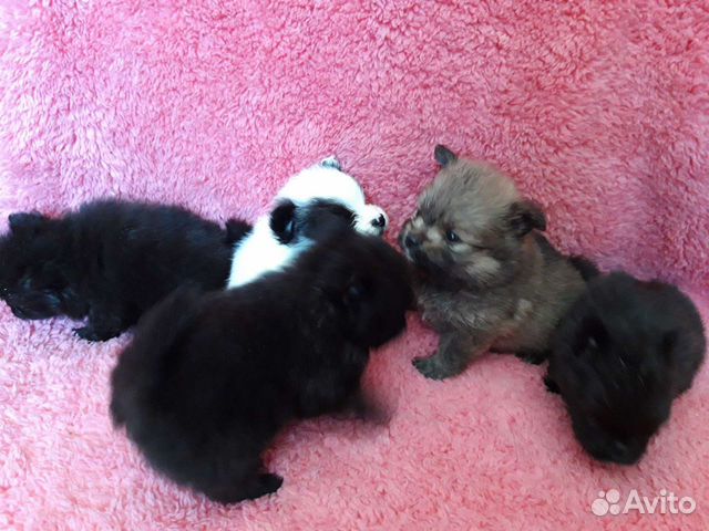 Померанский шпиц