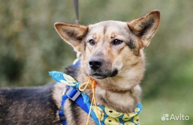 Не дайте погибнуть в приюте