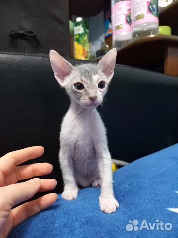 Котята донского сфинкса