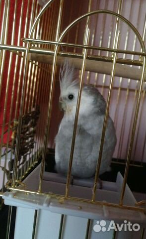 Попугай Корелла бесщекий