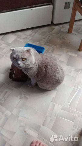 Коты бесплатно