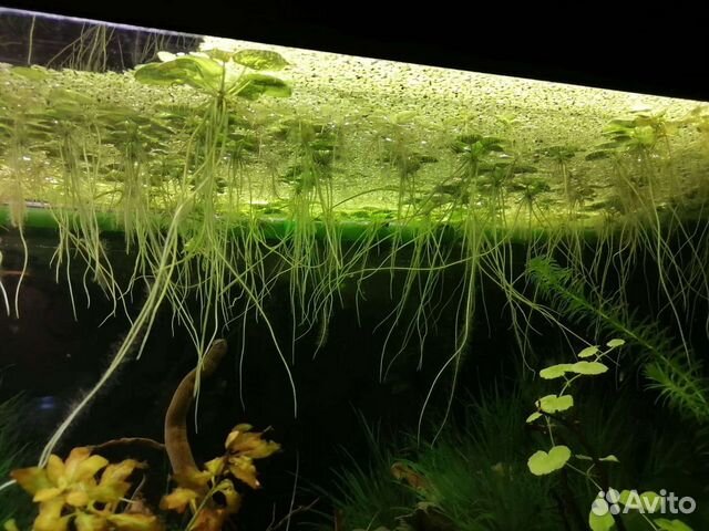 Лимнобиум, ряска, роголистник