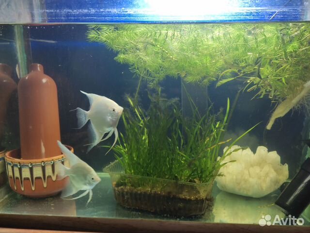 Скалярия, гуппи платина чистая линия