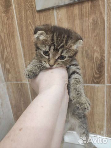 Шотландская