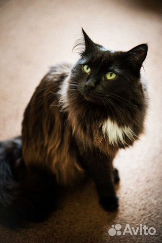 Ищем добрые руки