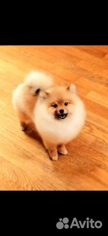 Померанский шпиц вязка кобель