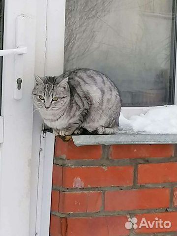 Марго ищет дом