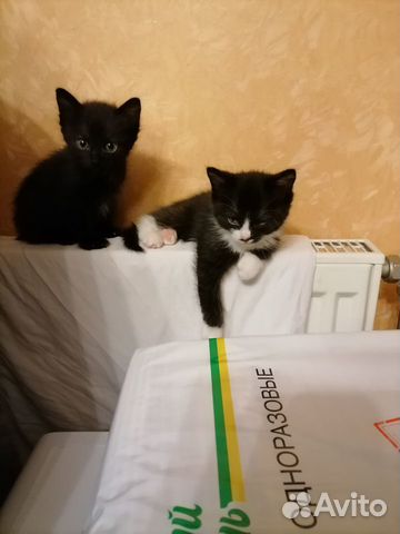 Кошки в добрые руки бесплатно