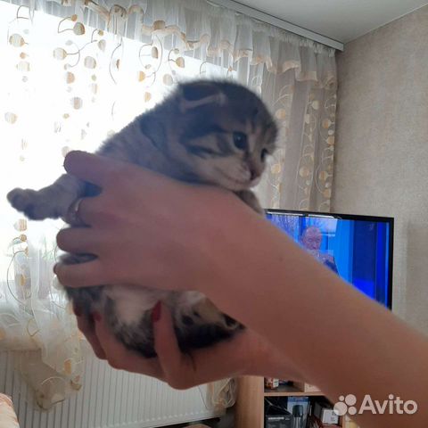 Мальчик британец