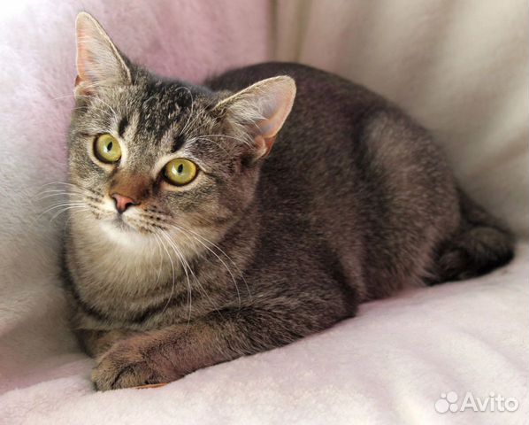 Необыкновенная кошечка Рыся