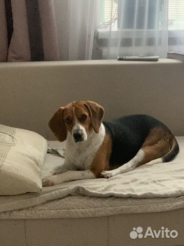 Эстонская гончая. Вязка