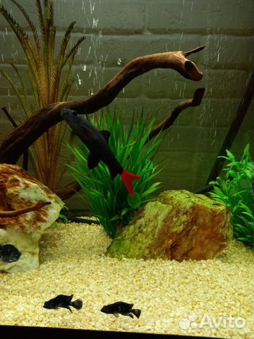 Аквариумные рыбки