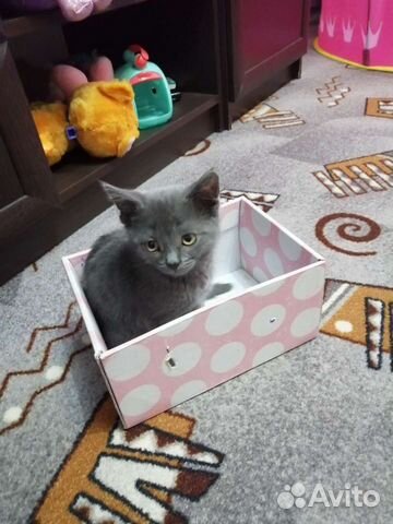 Русская голубая порода