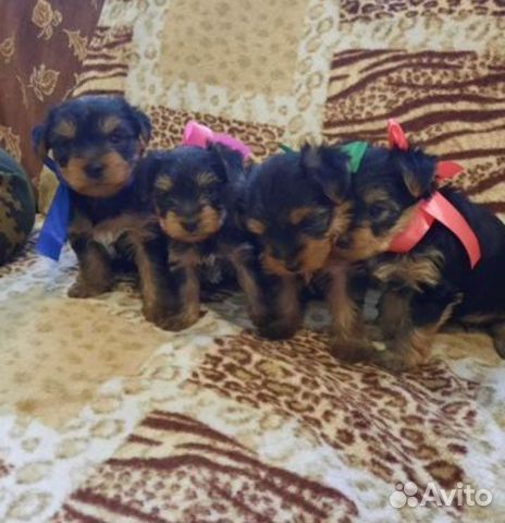 Ерширский терьер мини