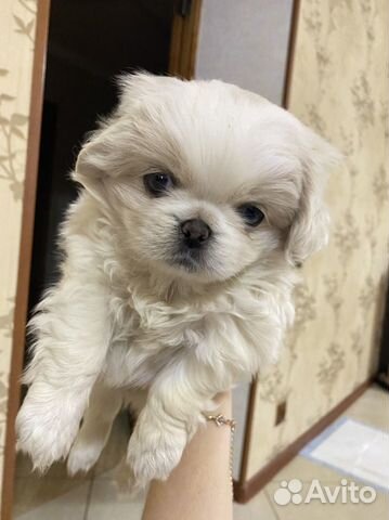 Щенок королевского пекинеса