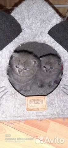 Шотландские вислоухие котята