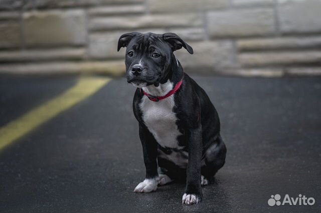 Шикарная девочка стаффбультерьера