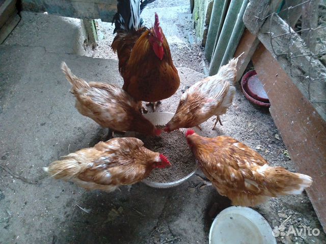 Курочки несушки