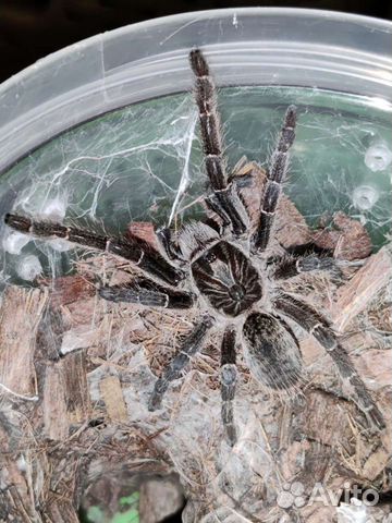 Паук птицеед Ceratogyrus marshalli самка