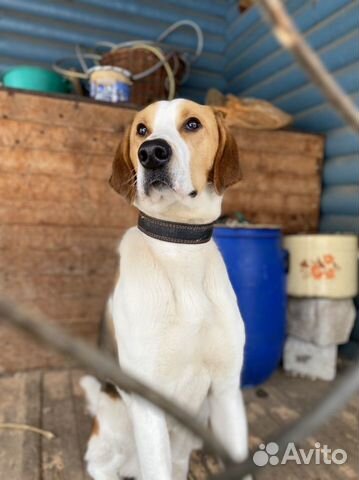 Русская гончая - щенок, кабель