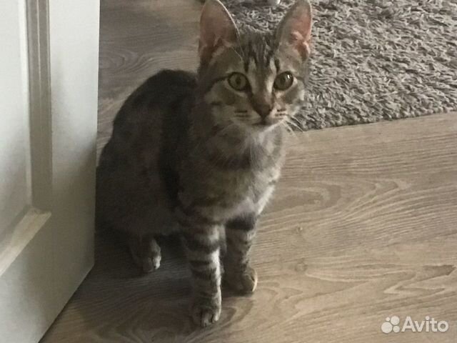 Котенок в добрые руки бесплатно) 6 месяцев