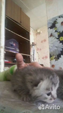 Кошки шотландцы