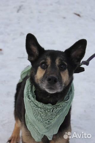 Леди-скромная нежная девочка ищет дом