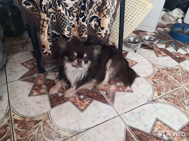 Чихуахуа 1,8 года