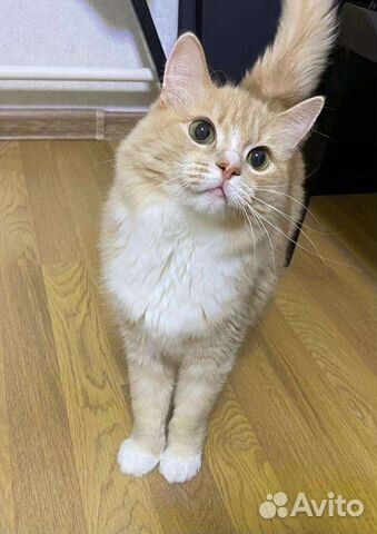 Кошечка Алиса ищет своего человека