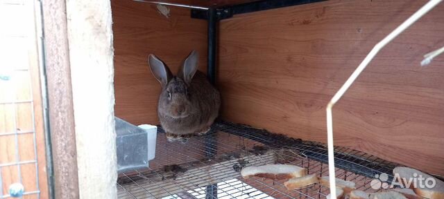 Меняю самца на самца