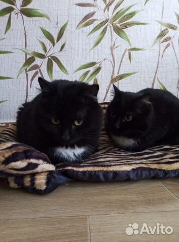 Котик и кошечка (оба стерилизов. ) в добрые руки
