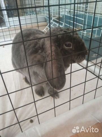 Декоративная вислоухая крольчиха