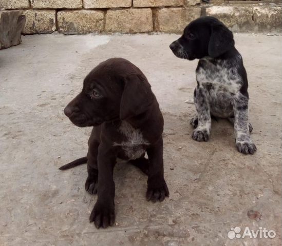 Щенки курцхаара (немецкая легавая )