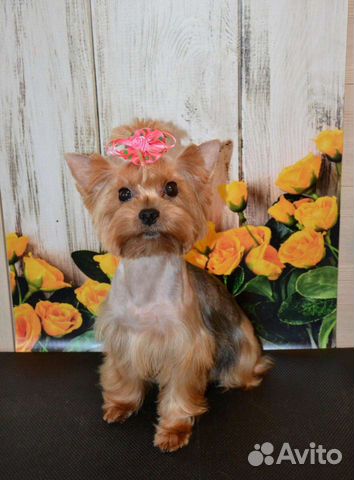 Йоркширский терьер-взрослая девочка