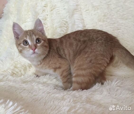 Рыжий забавный котенок 2 месяца в добрые руки