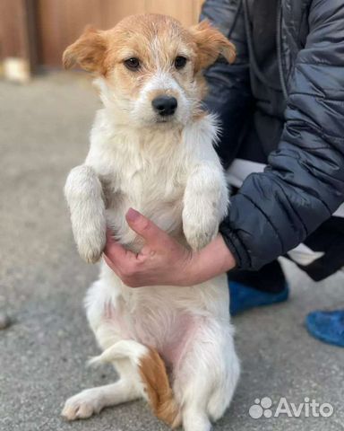 Терьеристый бородатик 7 месяцев