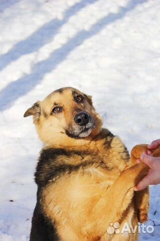 Собака хочет жить