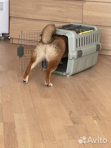 Террористка сиба ину