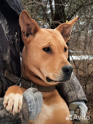 Красавица луна ищет дом