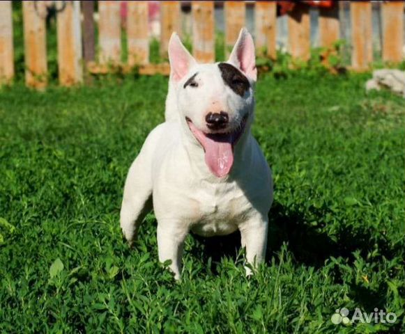 Миниатюрный бультерьер вязка