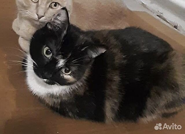 Кошка в дар