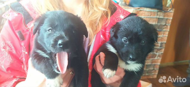 Щенок в добрые руки бесплатно