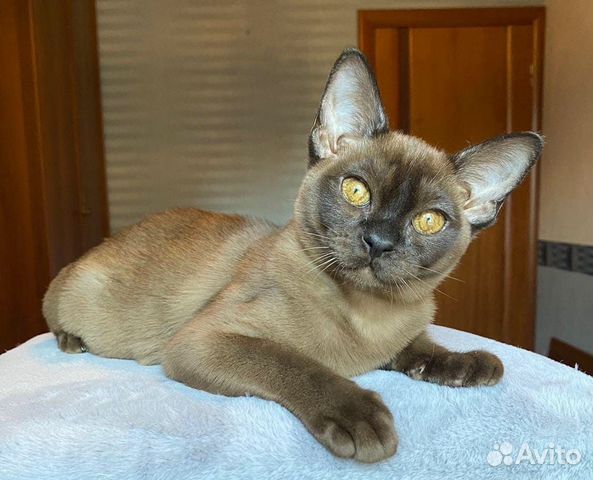 Бурманские котята от питомника